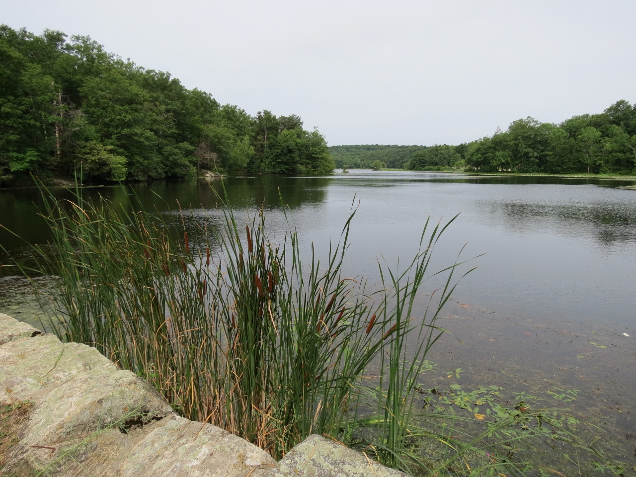 Gone Hikin': Wawayanda State Park, NJ - Cedar Swamp to Lake Lookout