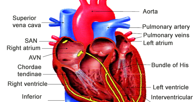 Welcome to the Living World: Body Fluids and Circulation - Notes ...