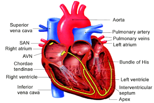 Body Fluids and Circulation - Notes | Class 11 | Part 3: Blood Vascular ...