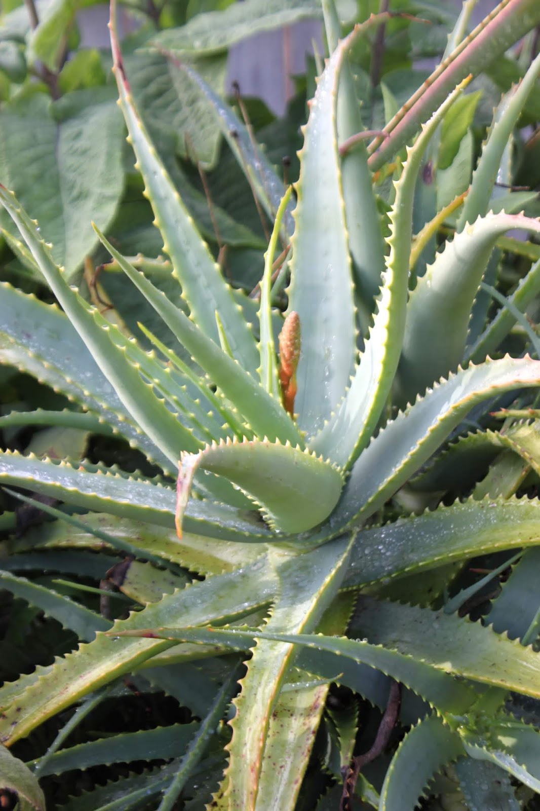 Emerging Fall Aloe Inflorescences