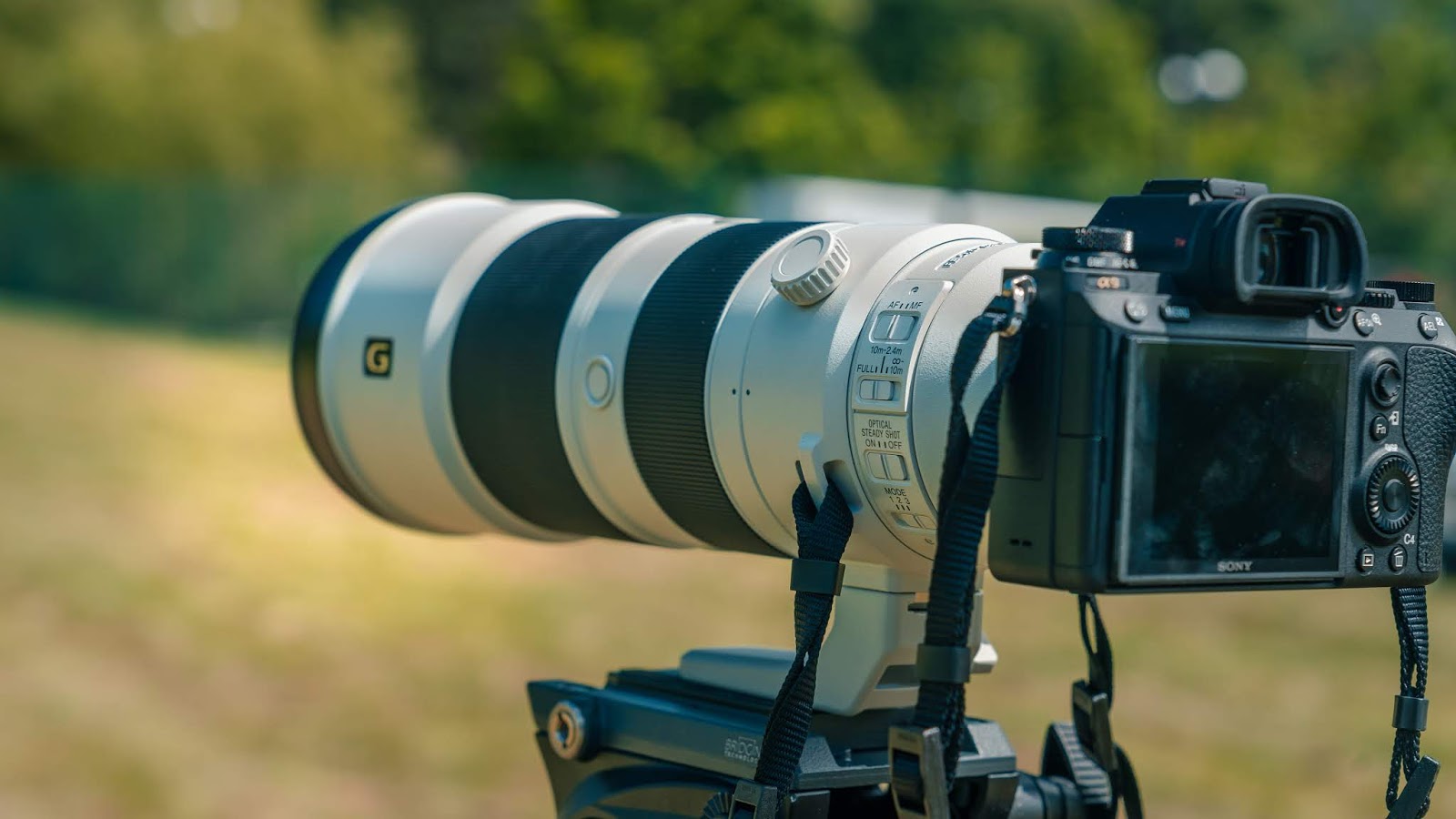 Sony 200-600mm f/5.6-6.3 G + Sony 600mm f4 GM Review | Stunning ...