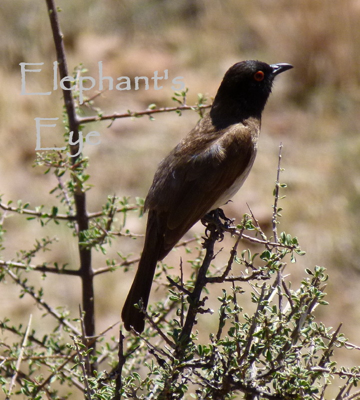 Karoo violets and birds, to Matjiesfontein