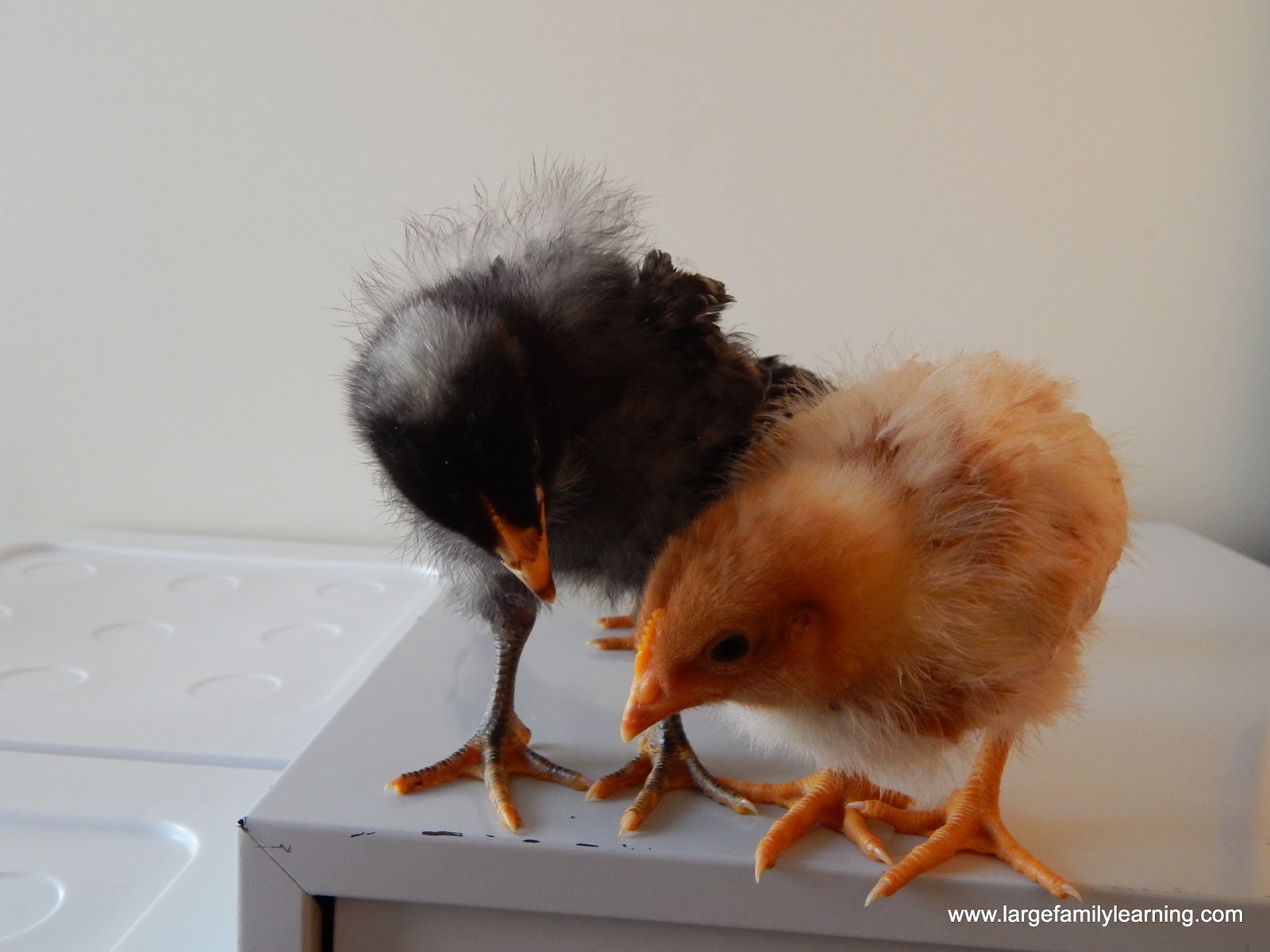 Large Family Learning : Raising Baby Chicks: 2 Weeks Old (Part 1)