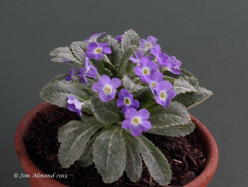 Alpines for the Enthusiast: March 2013