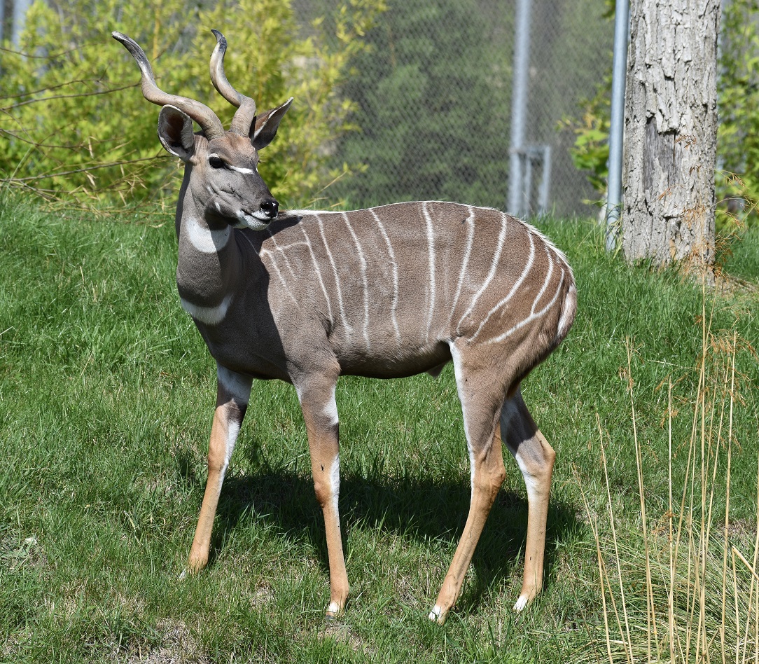 ZOOTOGRAFIANDO (6.100 ANIMALS): KUDÚ MENOR / LESSER KUDU (Tragelaphus ...