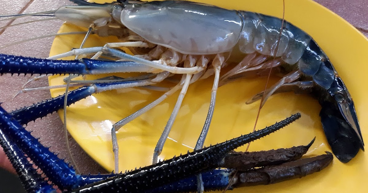 Udang Galah; Klasifikasi, Morfologi, Habitat Dll - Melek Perikanan