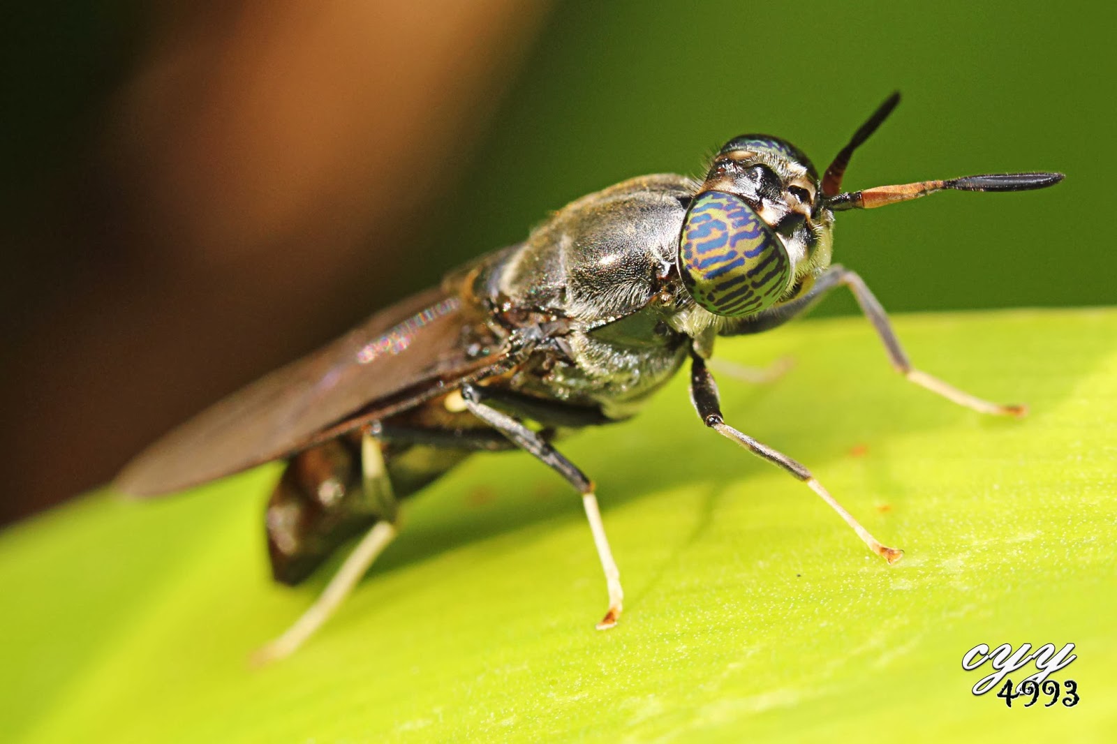 cyy4993: Soldier Fly [Stratiomyidae] Hermetia illucens (Linnaeus, 1758) 水虻