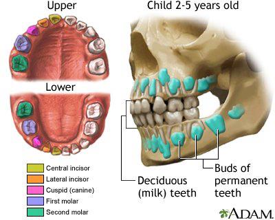 Factsramblog: Teething...!! Teething is the growth of teeth through the ...