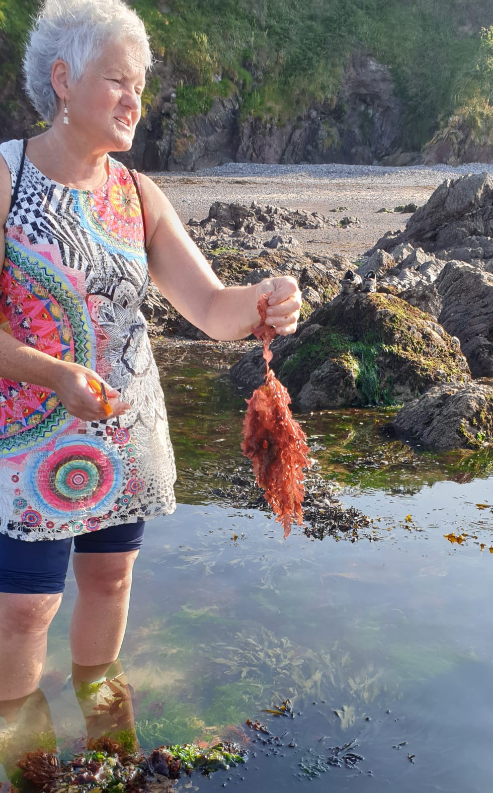 Seaweed Walk at Knockadoon – Youghal Blue and Green Community Network