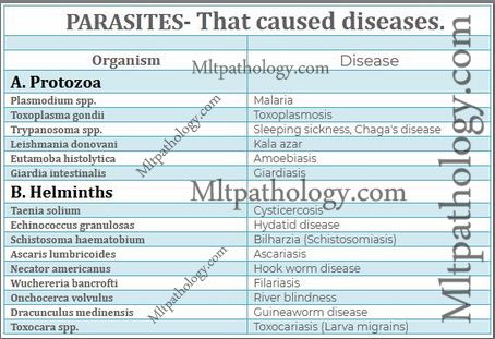 Microorganisms & its classification