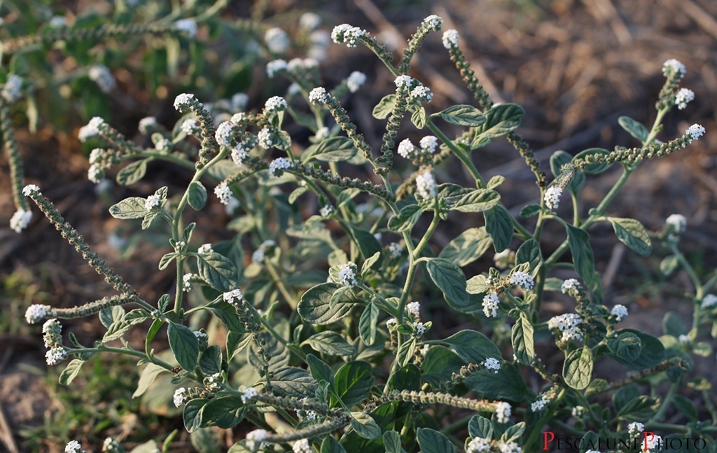 Flore de Camargue: Heliotropium europaeum, Héliotrope d'Europe
