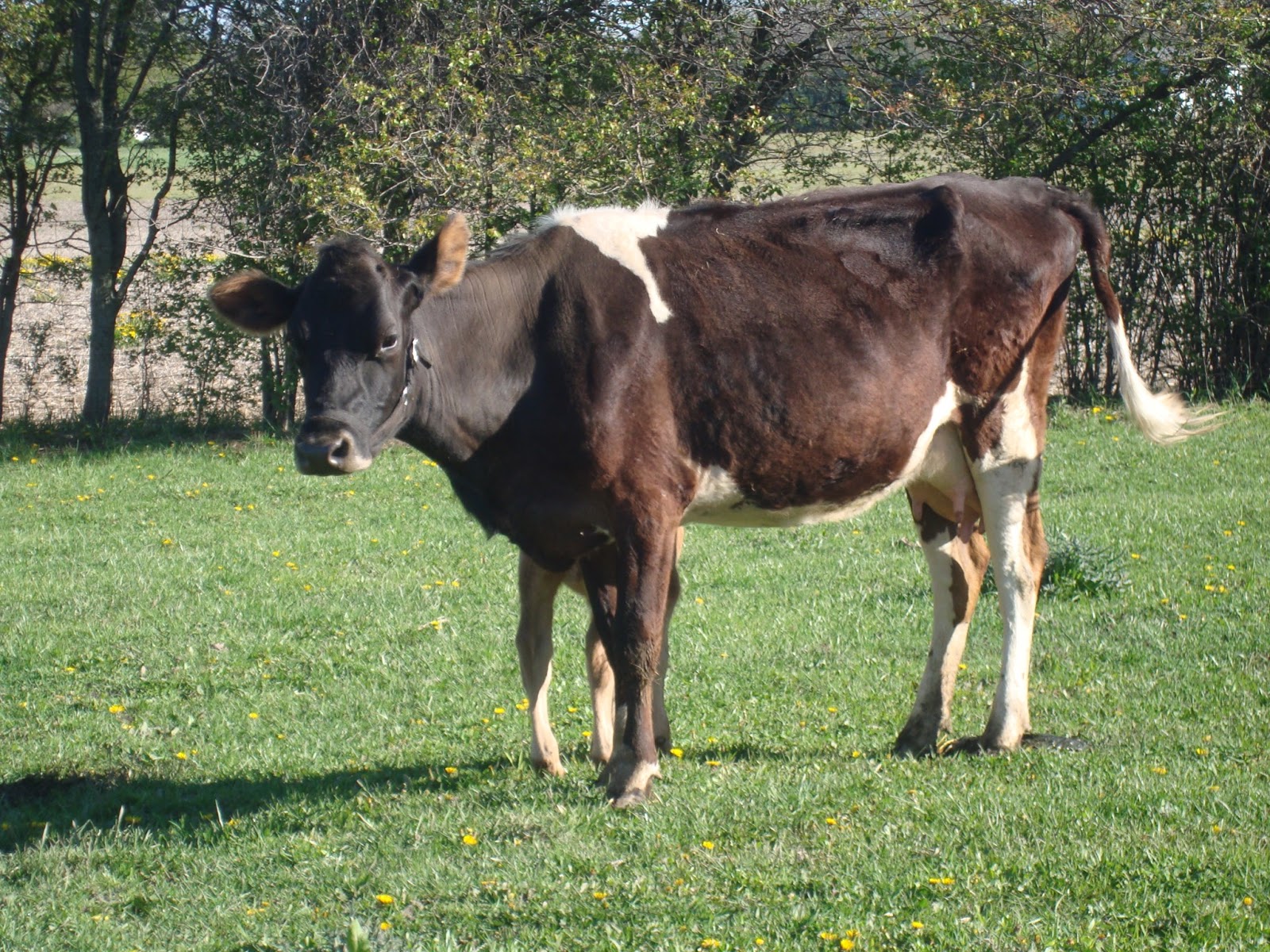 The Nikiverse: basic bovine anatomy