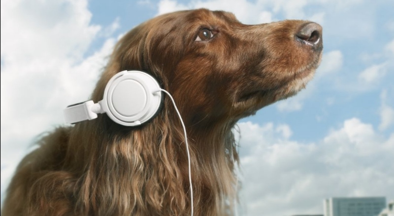 Canción de los Beatles que sólo los perros pueden escuchar