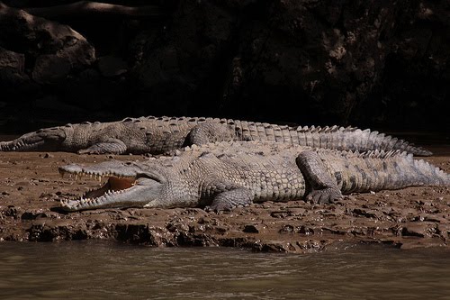 Cocodrilo