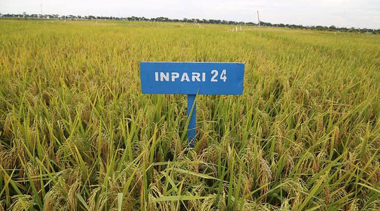 Benih Padi Beras Merah Varietas INPARI 24 - Tani Makmur Nusantara