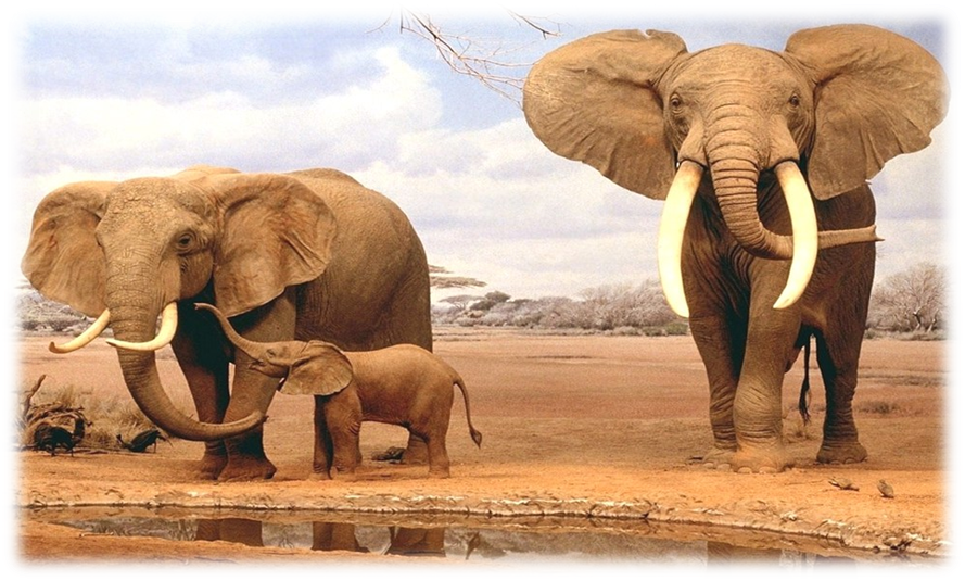 GESTAÇÃO e PARTO das ELEFANTAS