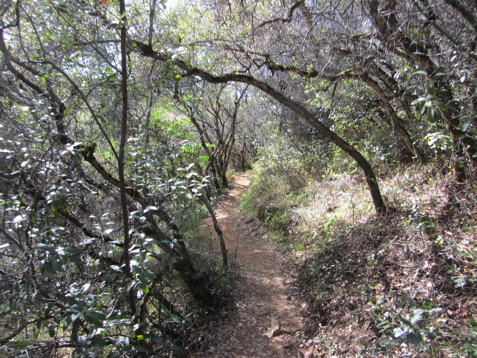 We Be Trekkin: Stebbins Cold Canyon Reserve- Blue Ridge Loop Trail