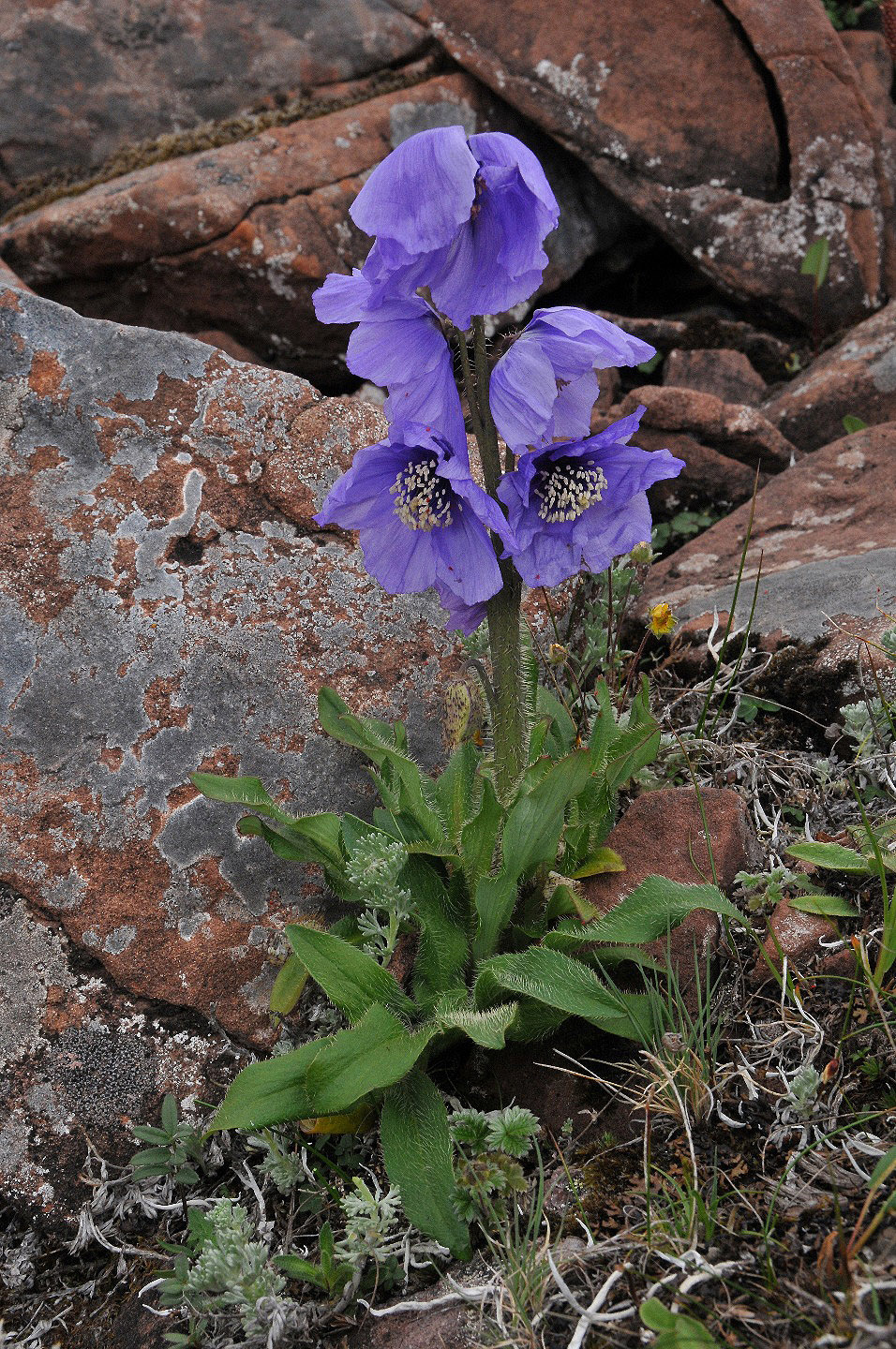 Meconopsis World - A Visual Reference: Red / Mauve Drooping Flowers