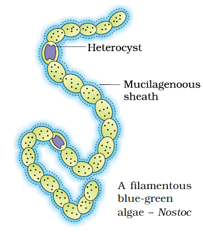 Biological Classification - Notes | Class 11 | Part 2: Kingdom Monera