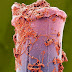Electron Microscope Image of a Toothbrush Bristle - World's Top ...