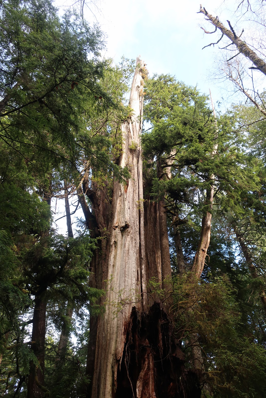 Reading the Washington Landscape: Big Western Red Cedars with Character