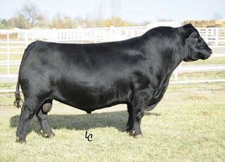 The GENEX Blog: Angus EPD Highlights