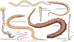 Een reis door Evolutie: Symbiose en wormen.