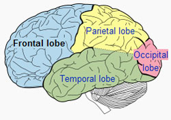 Lobus Temporal (Temporal Lobe)|PSYCHOLOGYMANIA