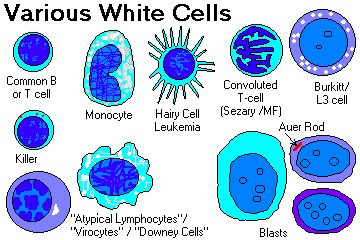 VETERINARY HEMATOLOGY DEXTERVET: various white cells
