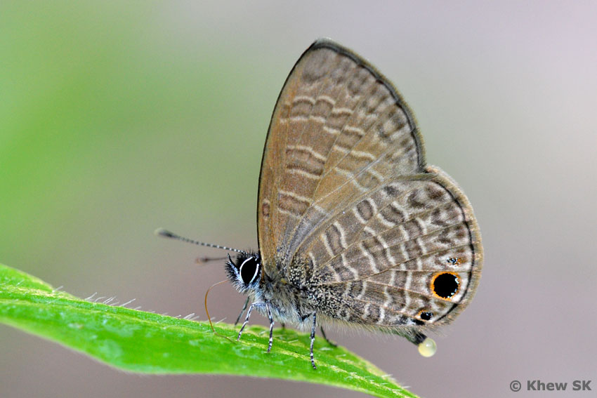 Butterflies of Singapore: Mar 23, 2013