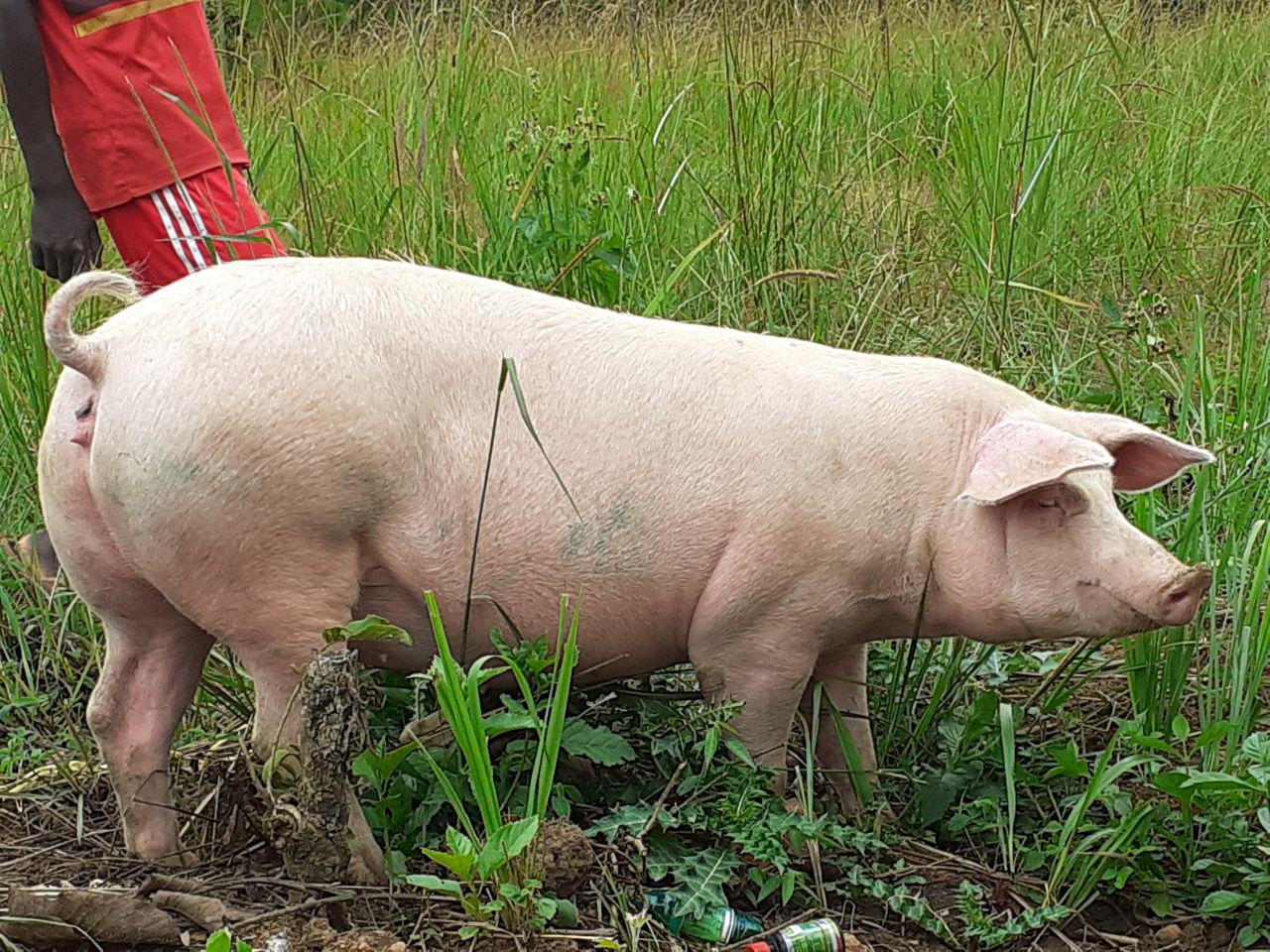 Ufugaji nguruwe wa kisasa Missenyi Kagera | HARAKATI INVESTMENT COMPANY ...