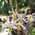 Dendrobium signatum Rchb.f.