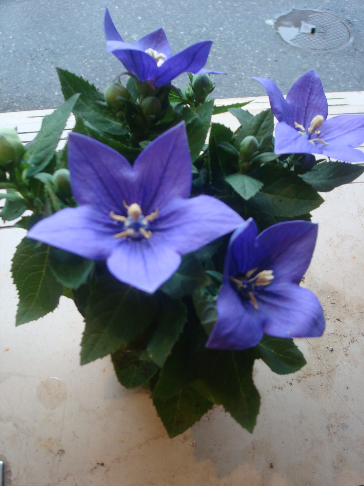 Fleuriste Isabelle Feuvrier: Le platycodon