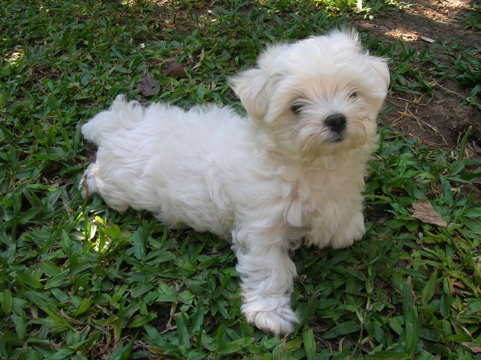 Perro french poodle maltes - Imagui