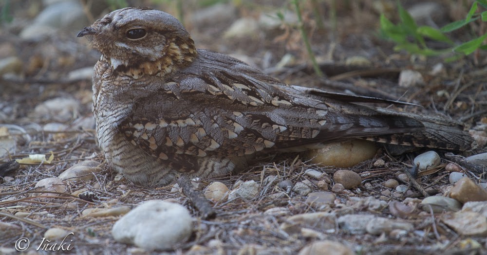 Nosoloaves - Aves del mundo (Birds of the world): El rey del camuflaje ...