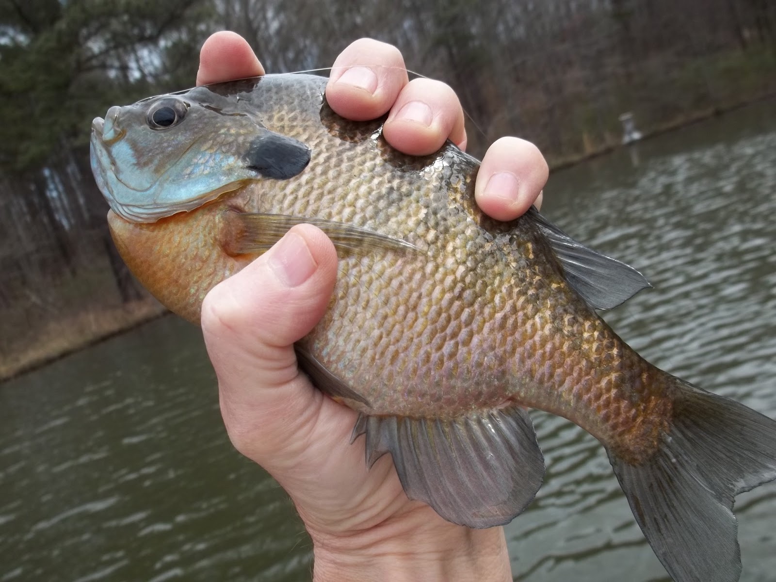 Fishing Through Life: Fishing The Seal Leech for Big Bluegills