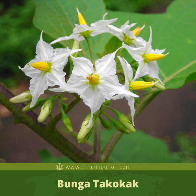 Pohon Takokak - Perumperindo.co.id