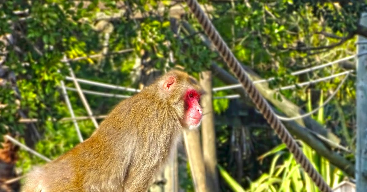 Os Rikinhus: Super-Família "Cercopithecoidea"