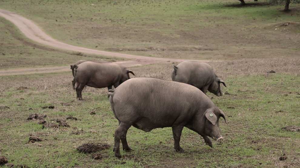 EL MARENOSTRUM: EL CAMINO DEL COCHINO, UNA RUTA IBÉRICA PURA.