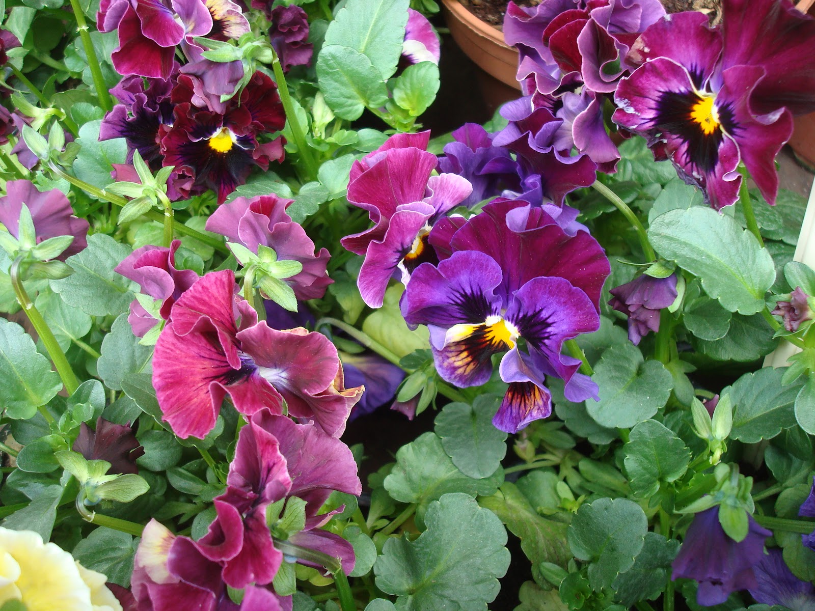 Fleuriste Isabelle Feuvrier: les variétés de pensées disponible cette ...