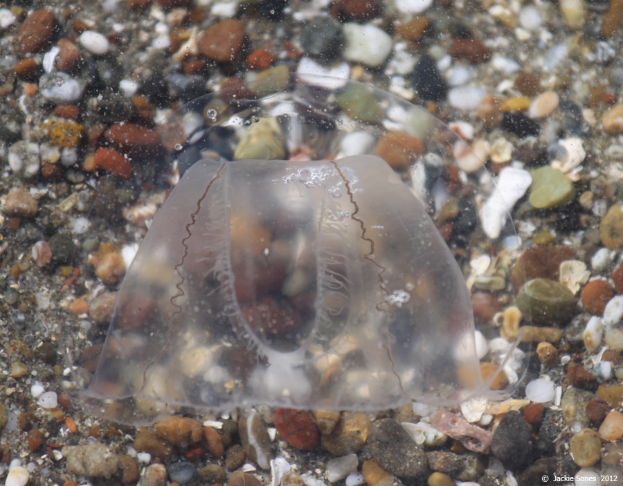 The Natural History of Bodega Head: Giant Bell Jelly