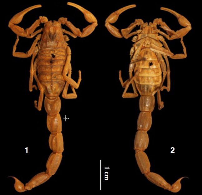 The Scorpion Files Newsblog: A new species of Buthus from the Eastern ...