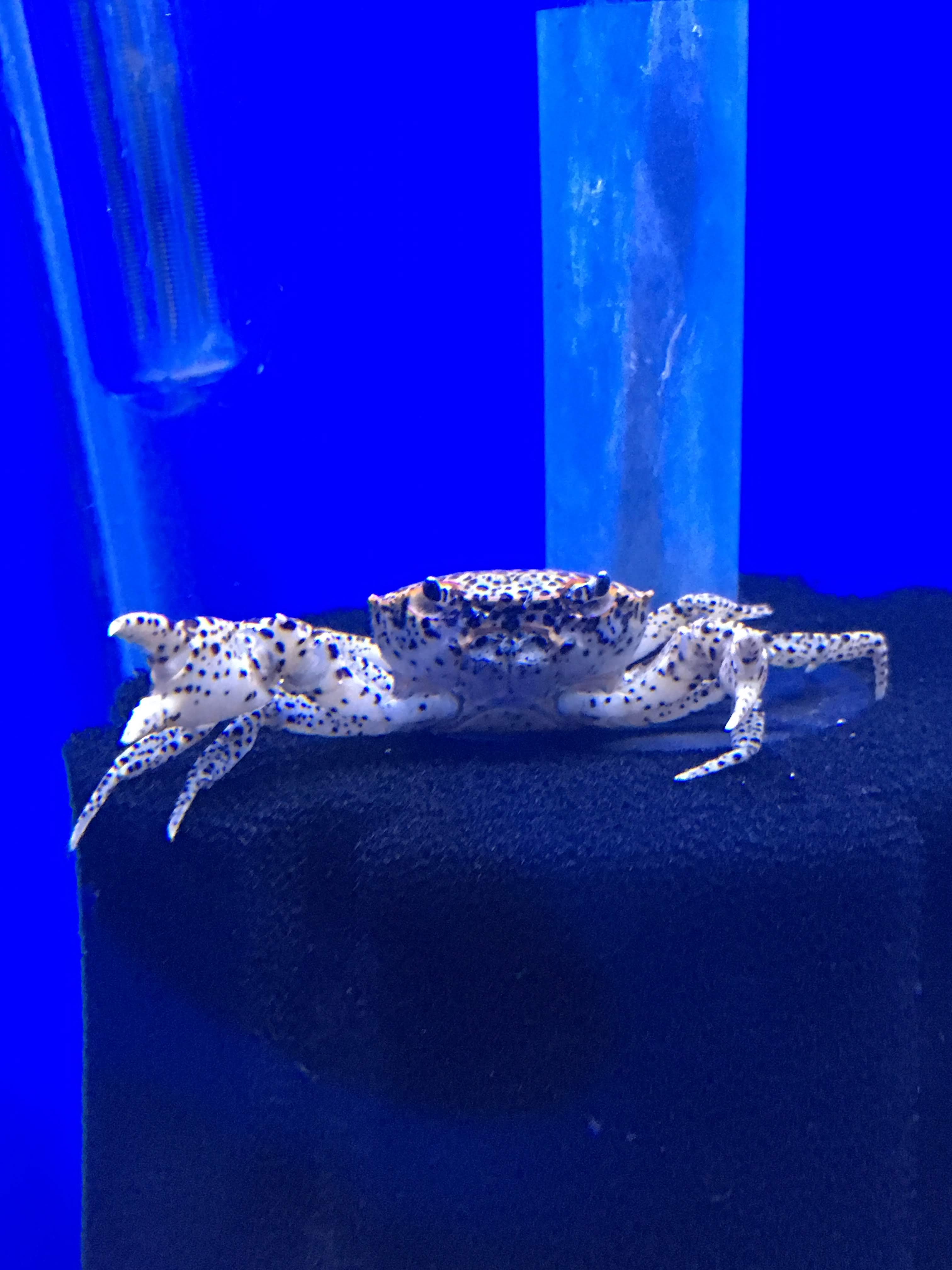 Sulawesi/Matano Crab Care Guide - REVISED & UPDATED EDITION