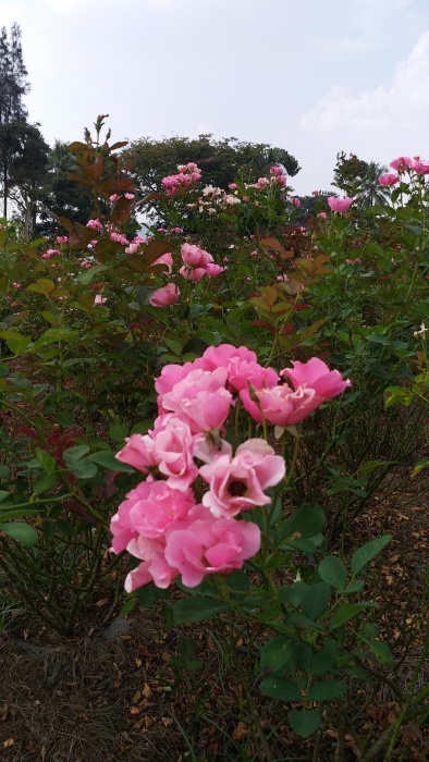 Taman Mawar di Taman Bunga Nusantara - POJOKCERITA
