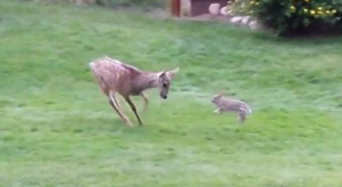 White Wolf : Curious Baby Deer Meets His First Rabbit, Invents Cutest Game