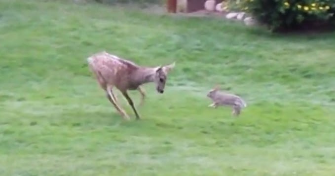 White Wolf : Curious Baby Deer Meets His First Rabbit, Invents Cutest Game