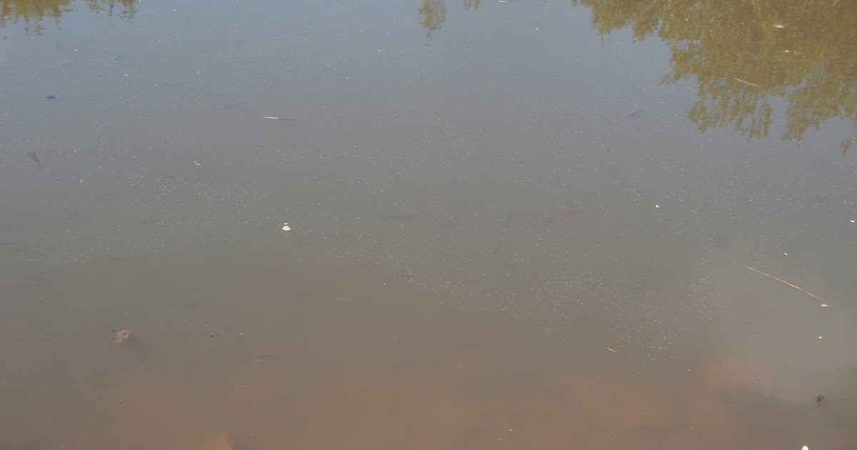 Heysham Bird Observatory: Thursday - bowl hopping fish