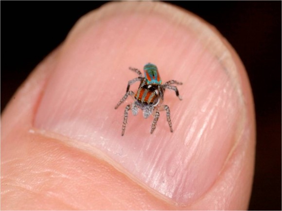 Creativity: Peacock spiders ... The world's most beautiful spiders