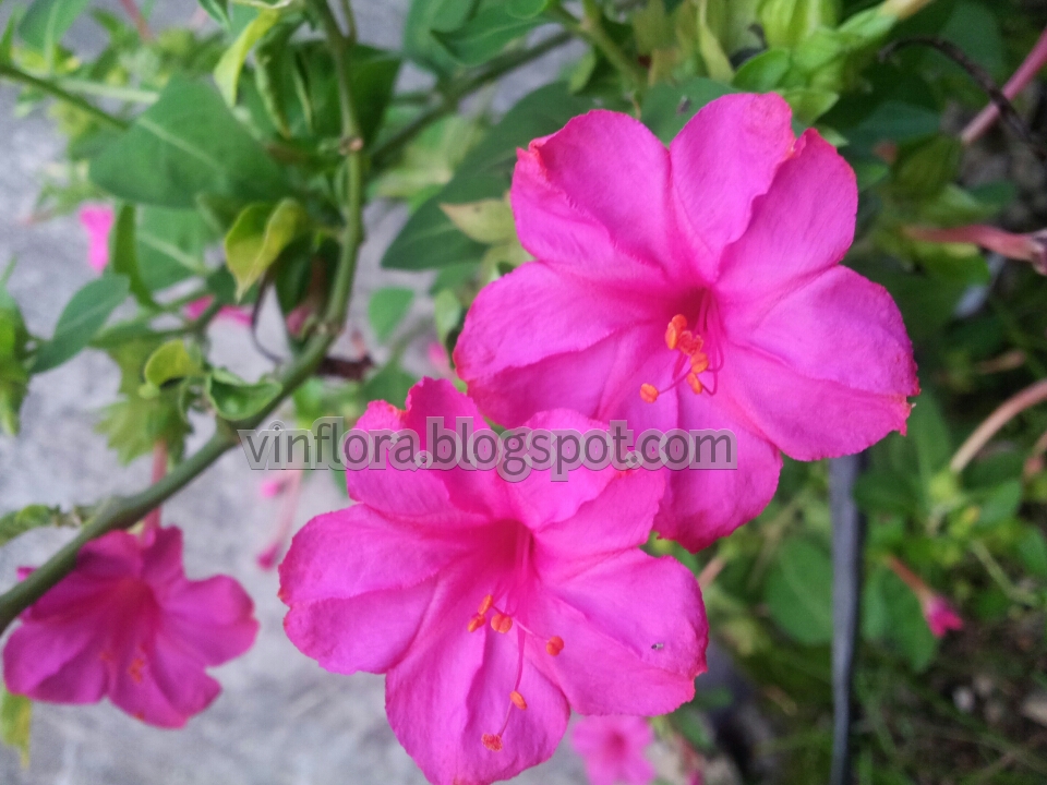 Indahnya Bunga Pukul Empat Sore ( Bunga Ashar ) di Kebun ~ VinFlora