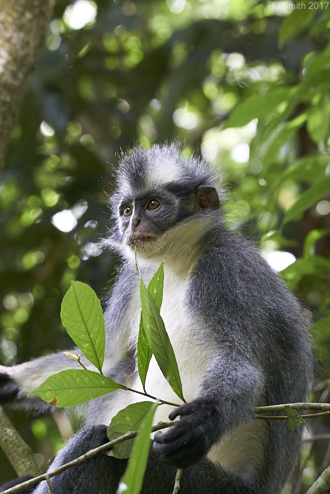 Primate Paradise of Gunung Leuser, Sumatra